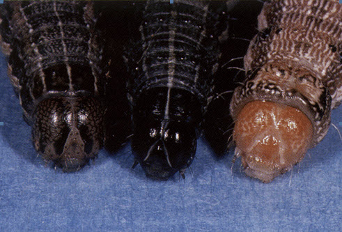 Insect Update: Armyworm – Crop-Tech Consulting