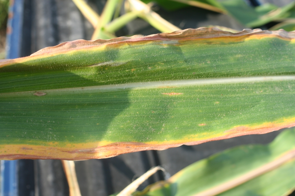 Be On The Lookout! – Crop-Tech Consulting