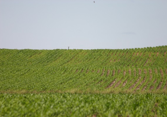 UGLY CORN and MICROBIAL ACTIVITY – Crop-Tech Consulting